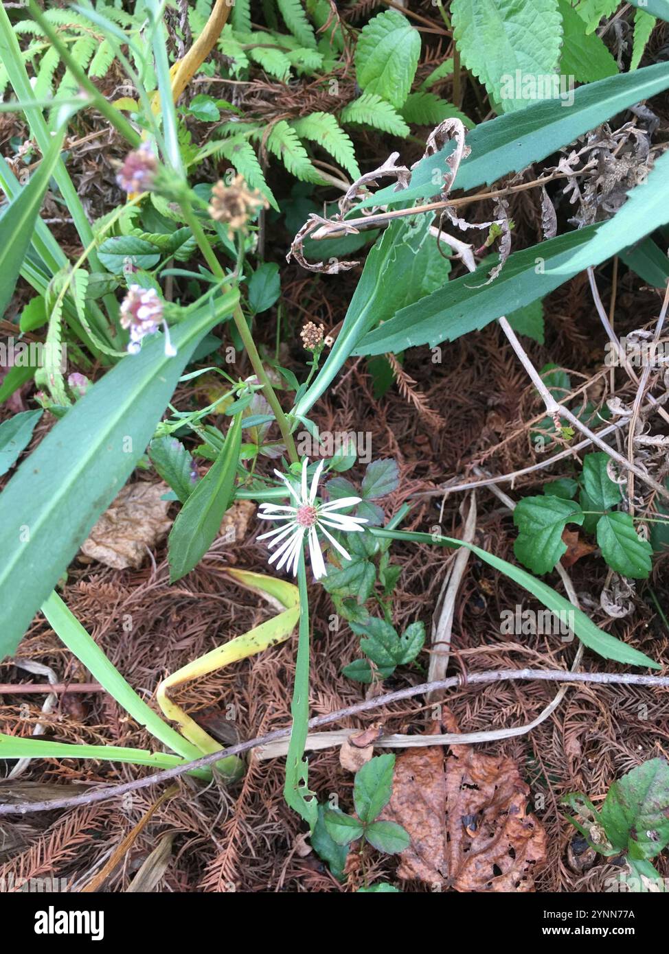 Elliott's aster (Symphyotrichum elliottii Stock Photo - Alamy