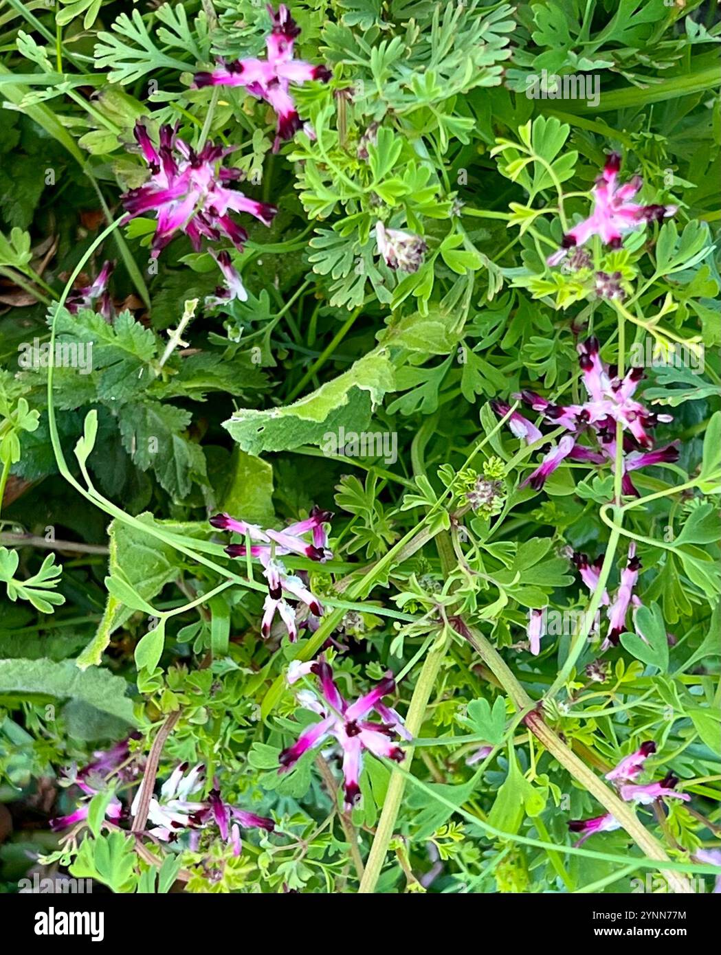 Common ramping fumitory hi-res stock photography and images - Alamy