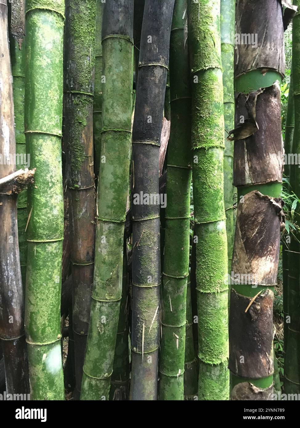 bamboos, canes, and allies (Bambusoideae Stock Photo - Alamy