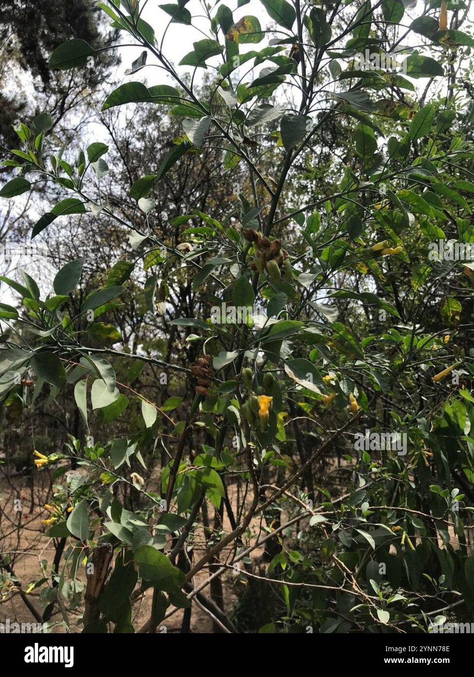 tree tobacco (Nicotiana glauca Stock Photo - Alamy