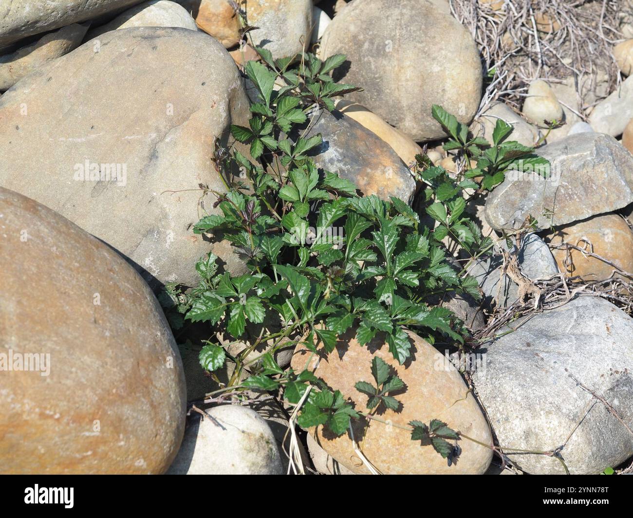 Bushkiller (Causonis japonica Stock Photo - Alamy