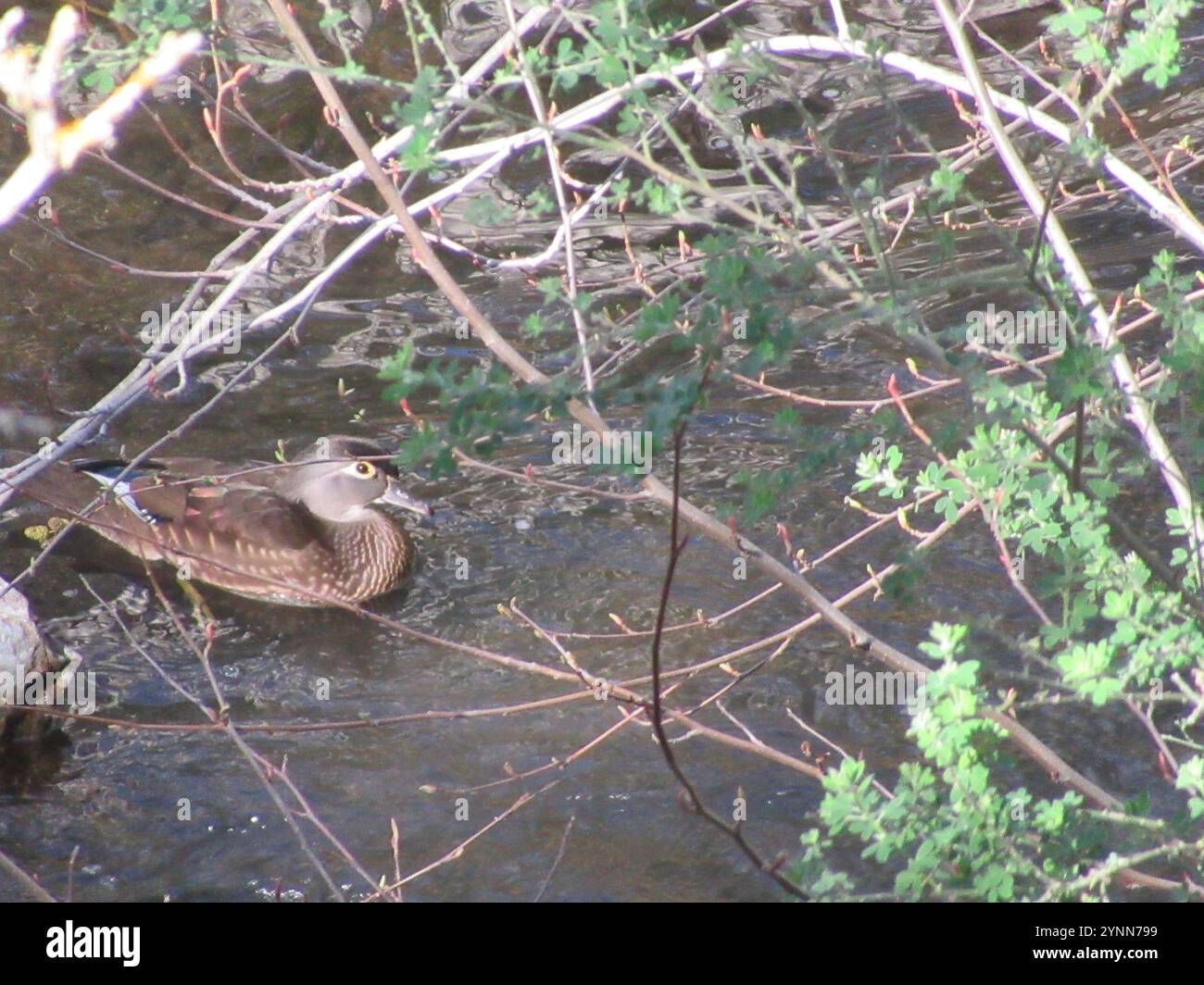 Wood Duck (Aix sponsa Stock Photo - Alamy