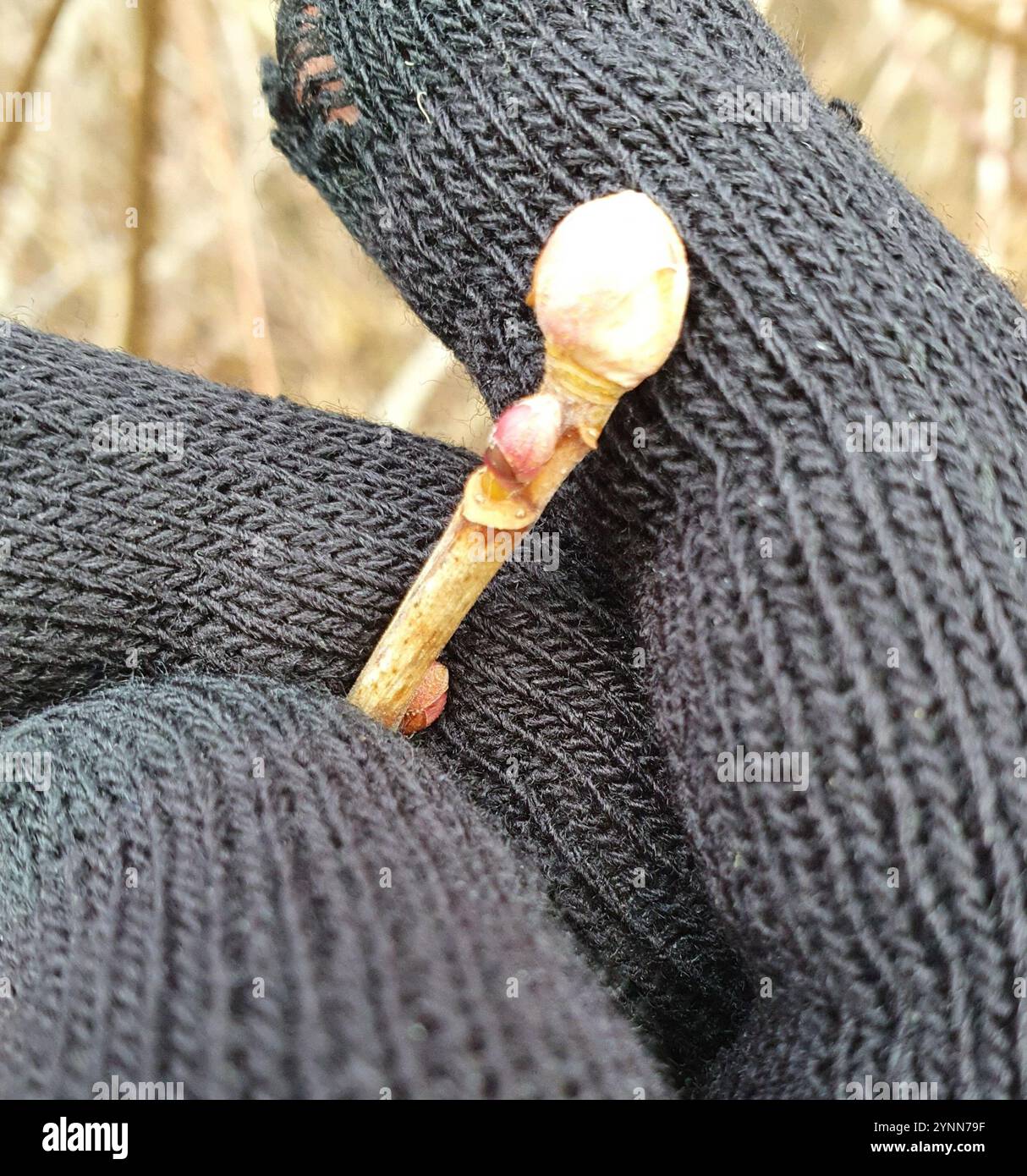 Currant Bud Mite (Cecidophyopsis ribis Stock Photo - Alamy