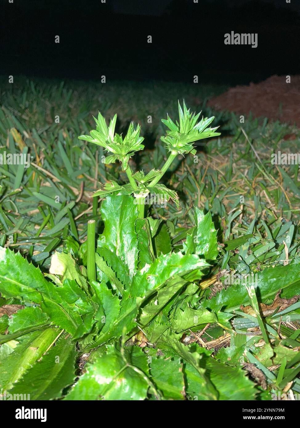 Mexican Culantro (Eryngium foetidum Stock Photo - Alamy