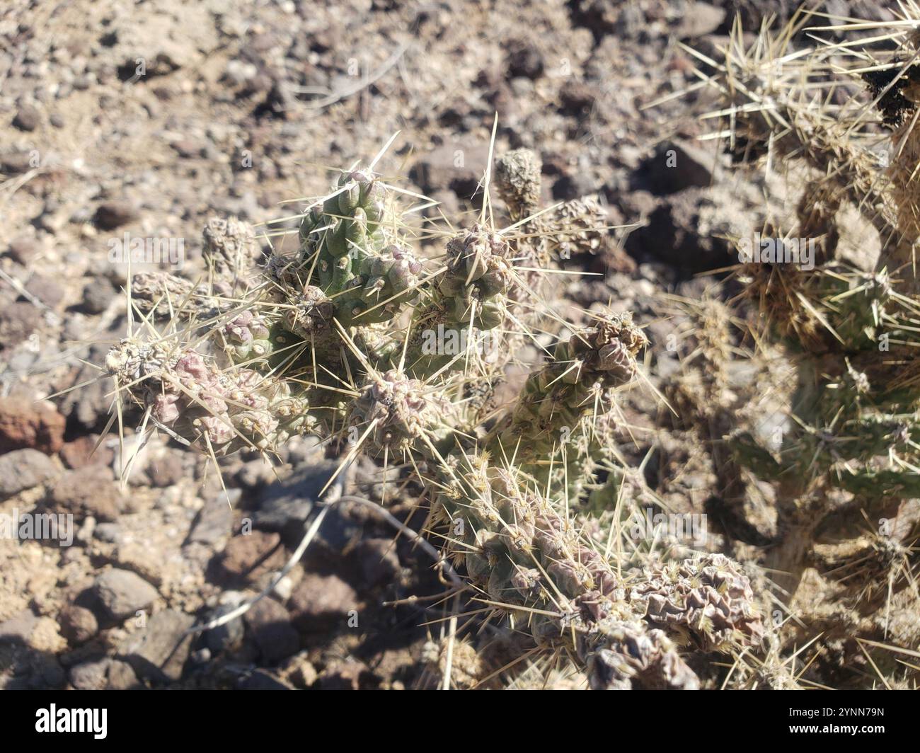 Whipple cholla hi-res stock photography and images - Alamy
