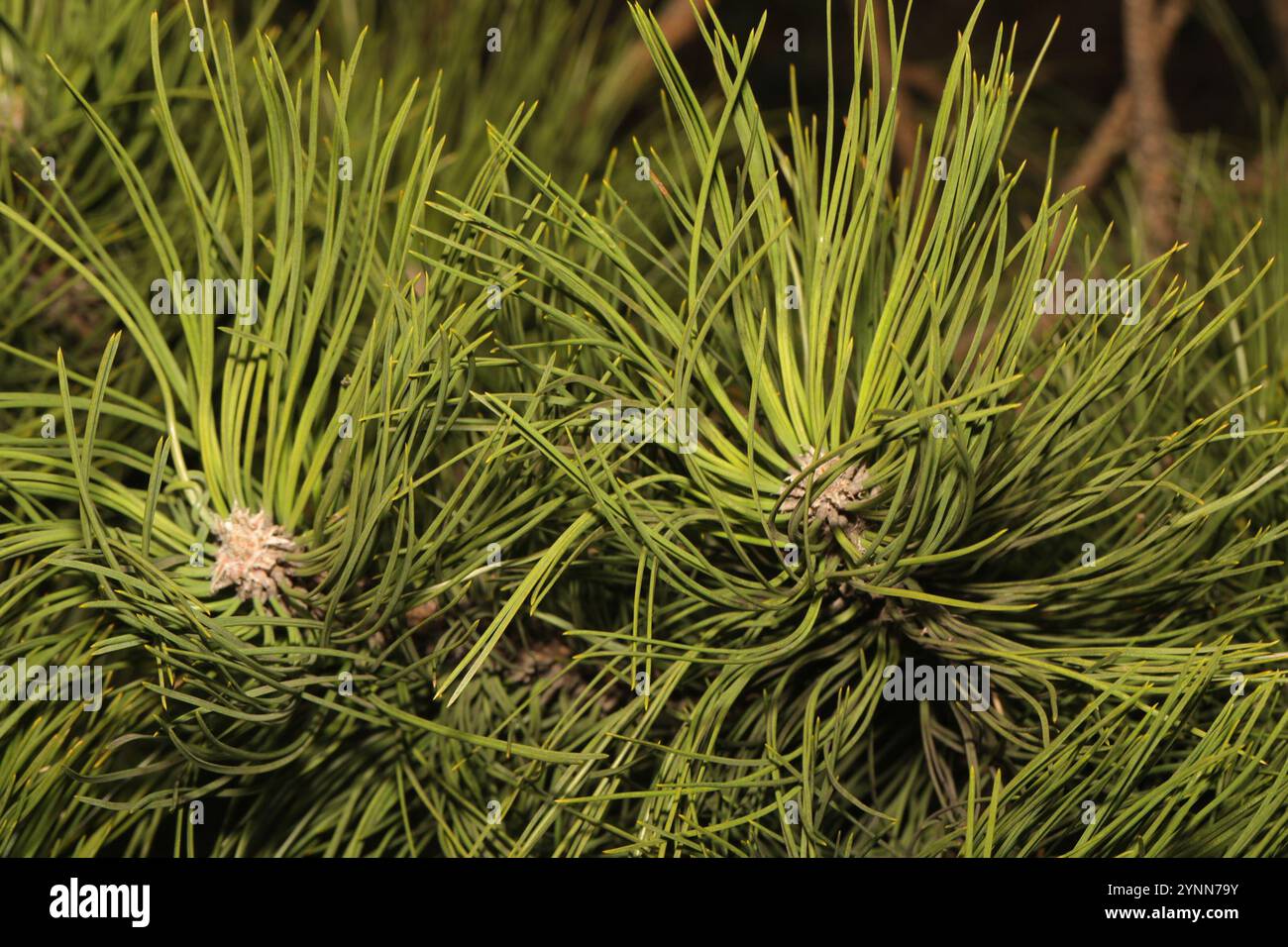 black pine (Pinus nigra Stock Photo - Alamy