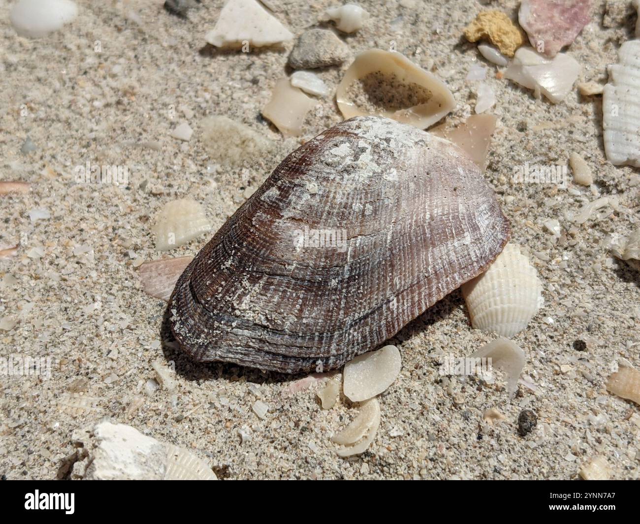 Barbatia hi-res stock photography and images - Alamy