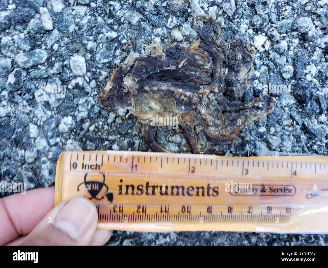 Pacific Newts (Taricha Stock Photo - Alamy