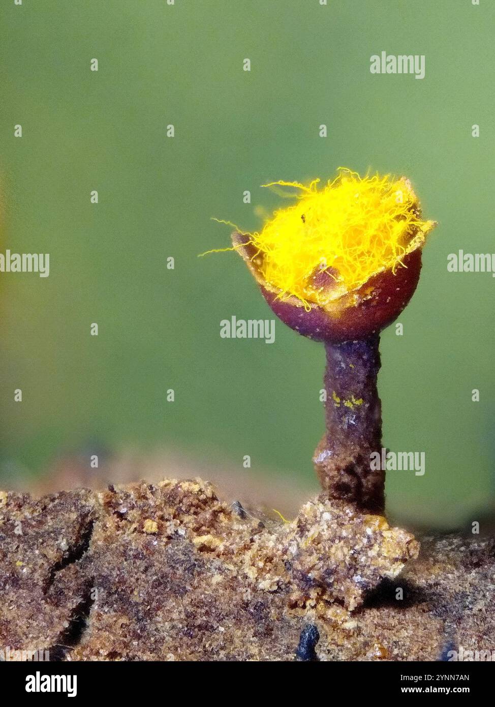 Trichia erecta hi-res stock photography and images - Alamy