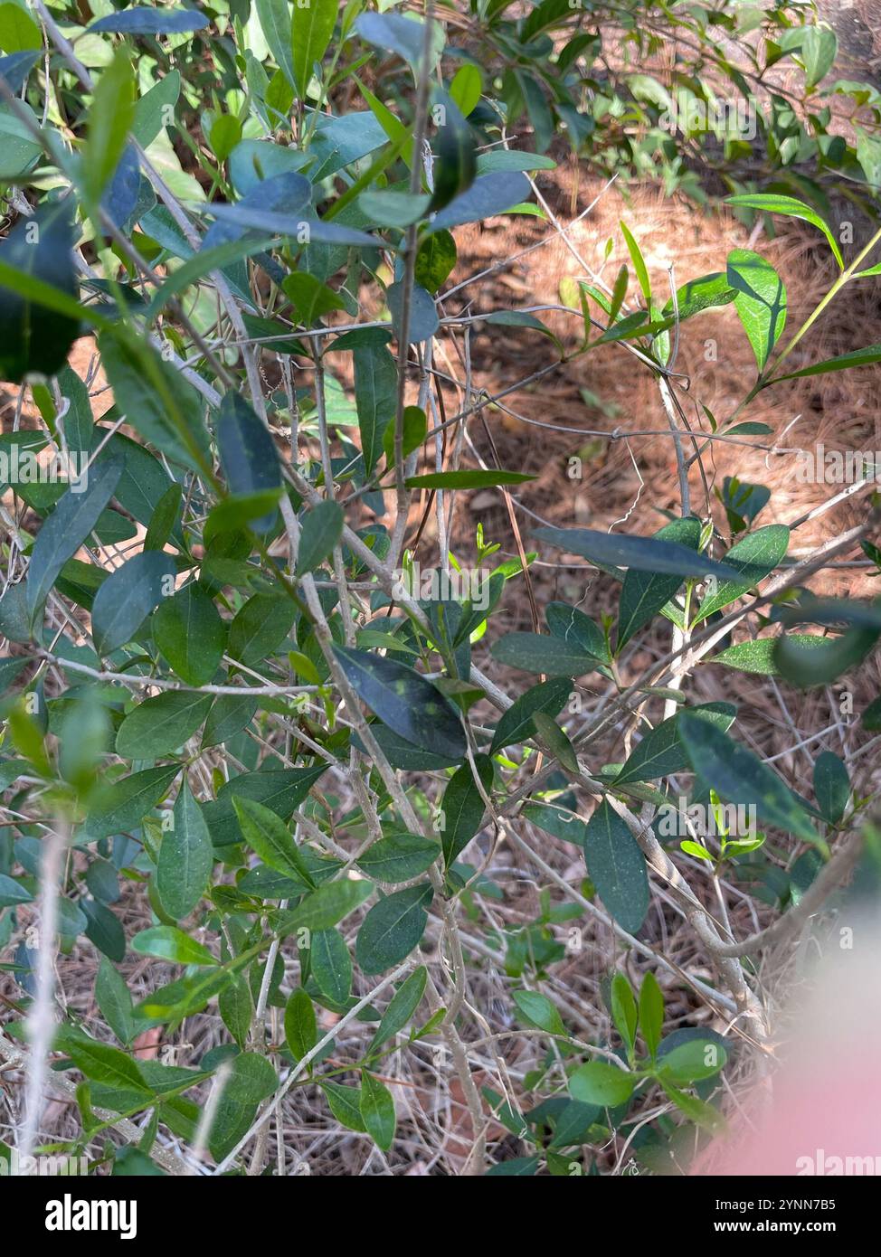 Florida swampprivet (Forestiera segregata Stock Photo - Alamy