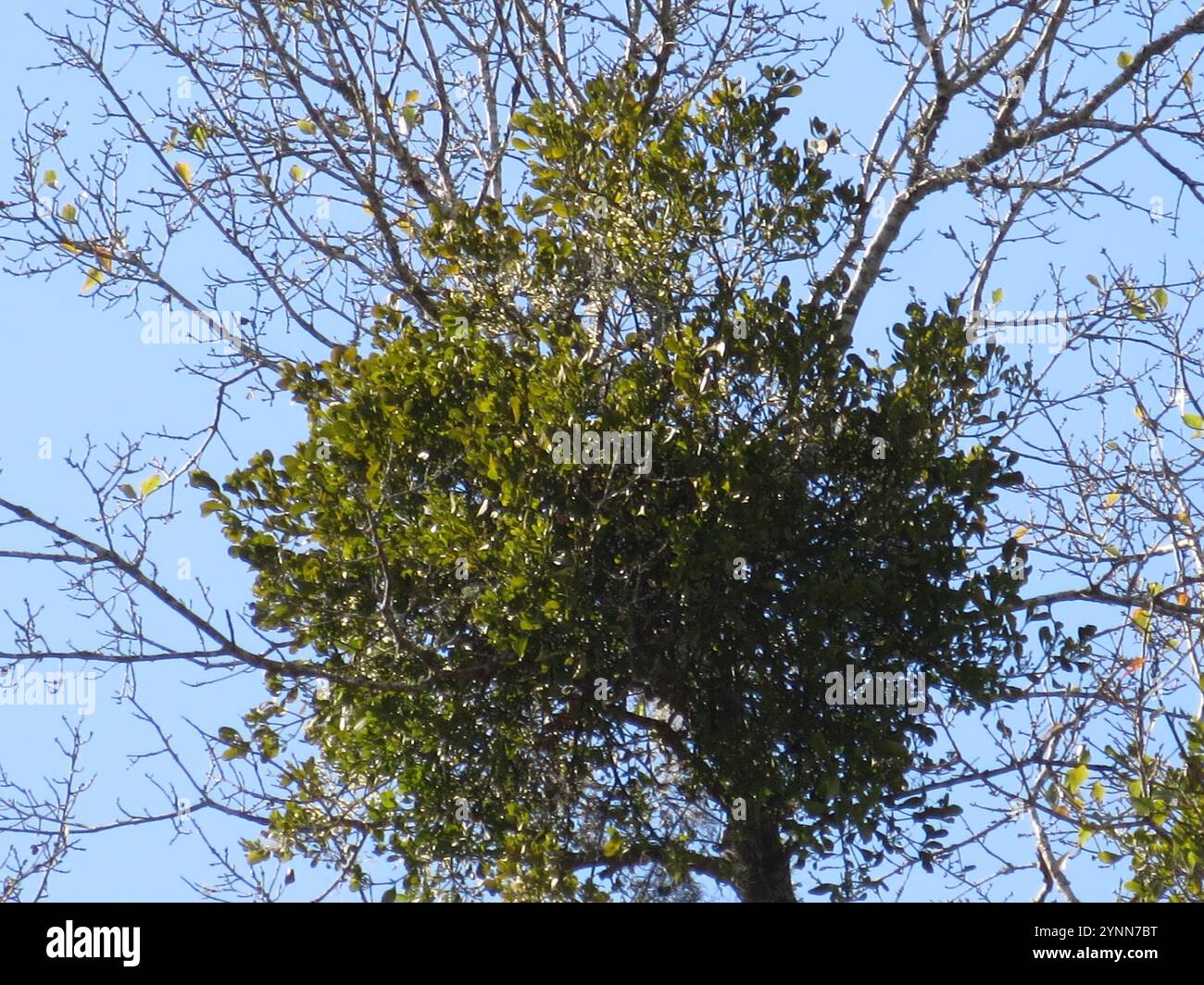 American Mistletoe (Phoradendron leucarpum Stock Photo - Alamy