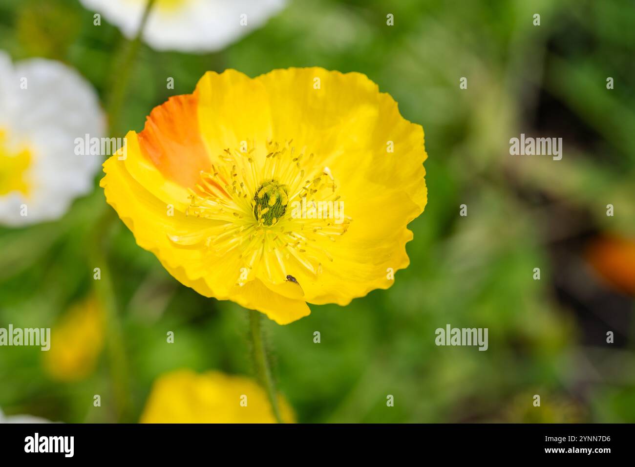 Papaver nudicaule Icelandic poppy Stock Photo - Alamy