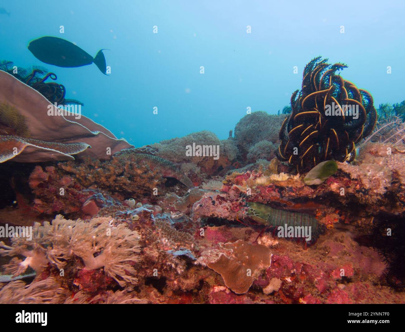 A Peacock Mantis Shrimp in a tropical coral reef with a beautiful blue ...