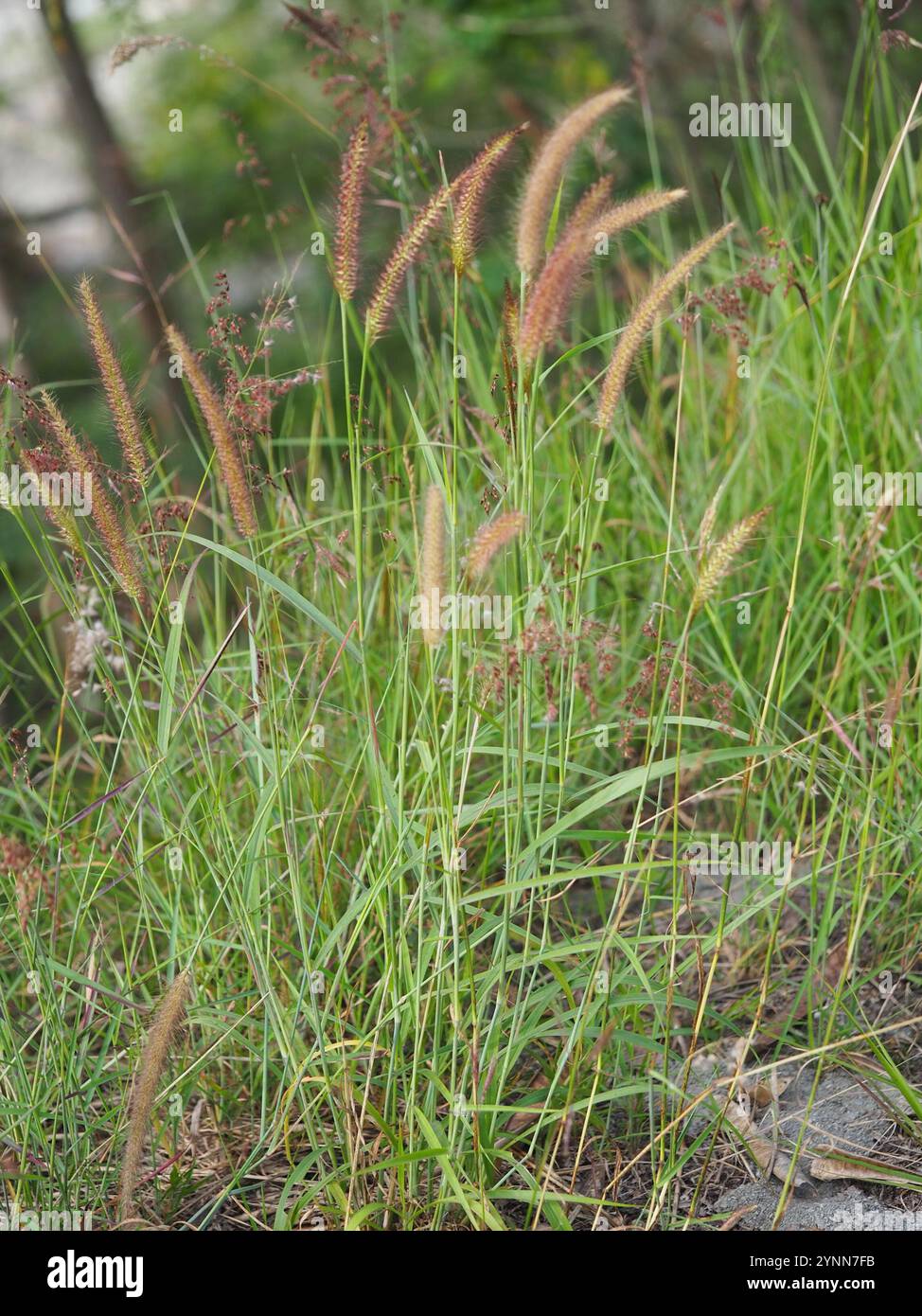 feathery pennisetum (Cenchrus setosus Stock Photo - Alamy