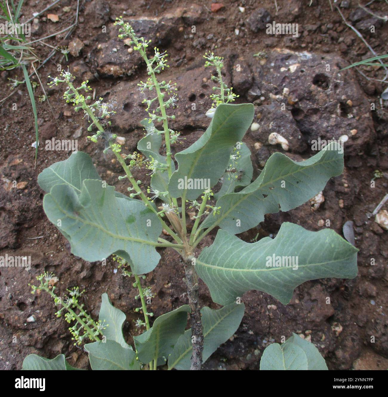 Pappea capensis hi-res stock photography and images - Alamy