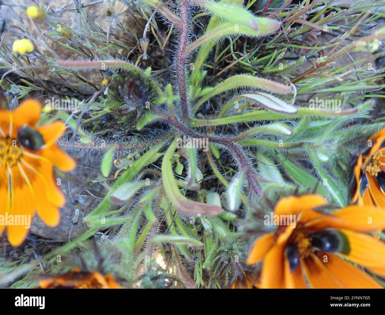 Beetle Daisy (Gorteria diffusa diffusa Stock Photo - Alamy