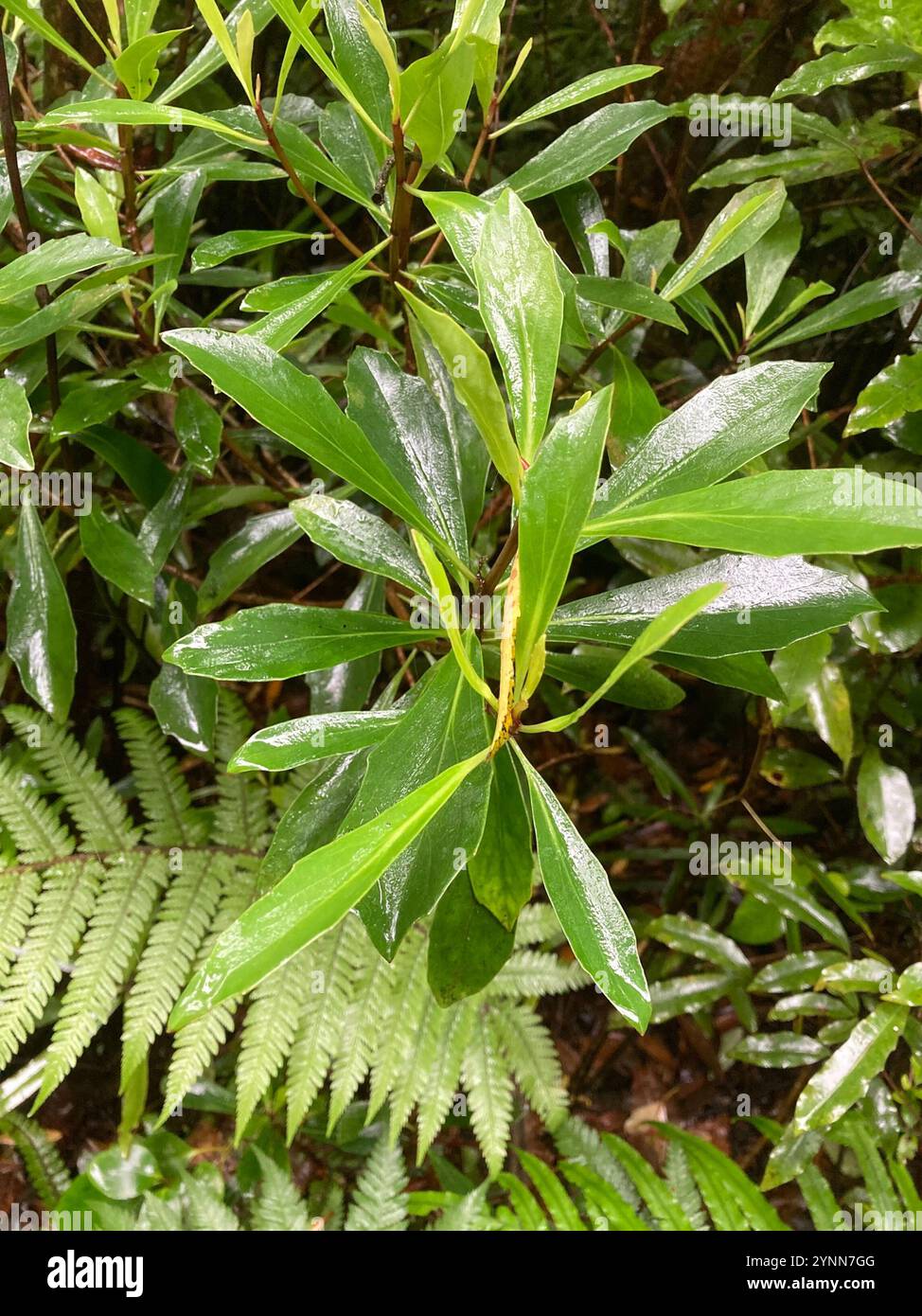 Kirk's tree daisy (Brachyglottis kirkii Stock Photo - Alamy