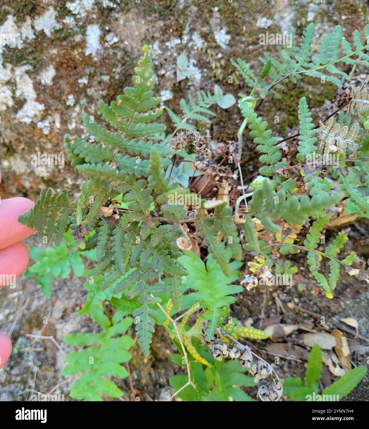 San Diego Silverback Fern (Pentagramma glanduloviscida Stock Photo - Alamy