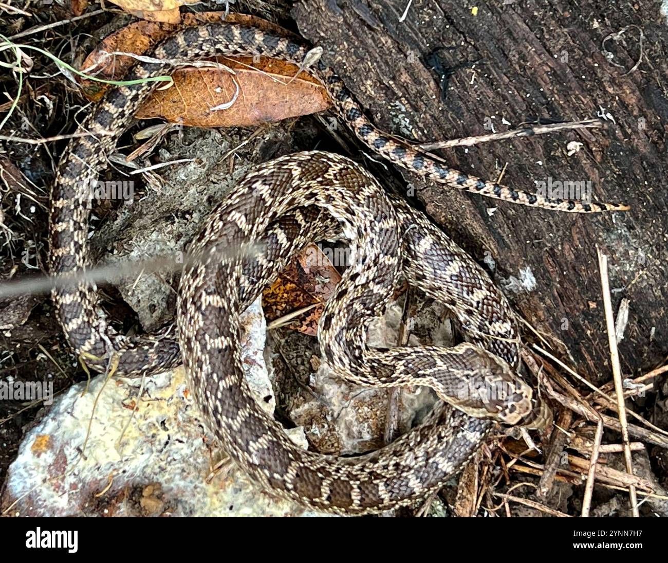 Pacific Gopher Snake (Pituophis catenifer catenifer Stock Photo - Alamy