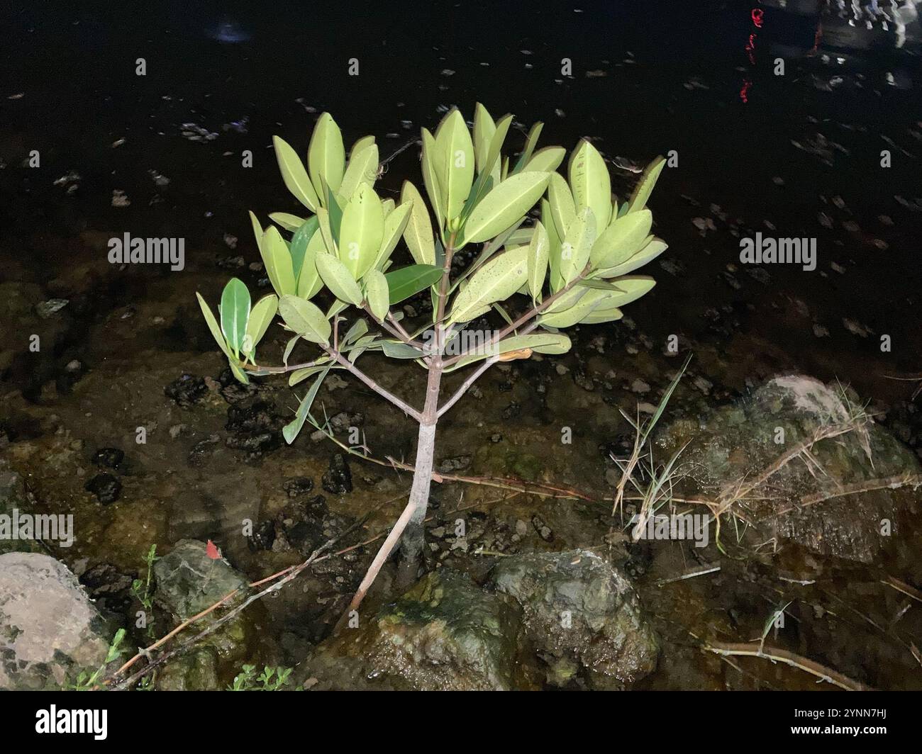 red mangrove (Rhizophora mangle Stock Photo - Alamy