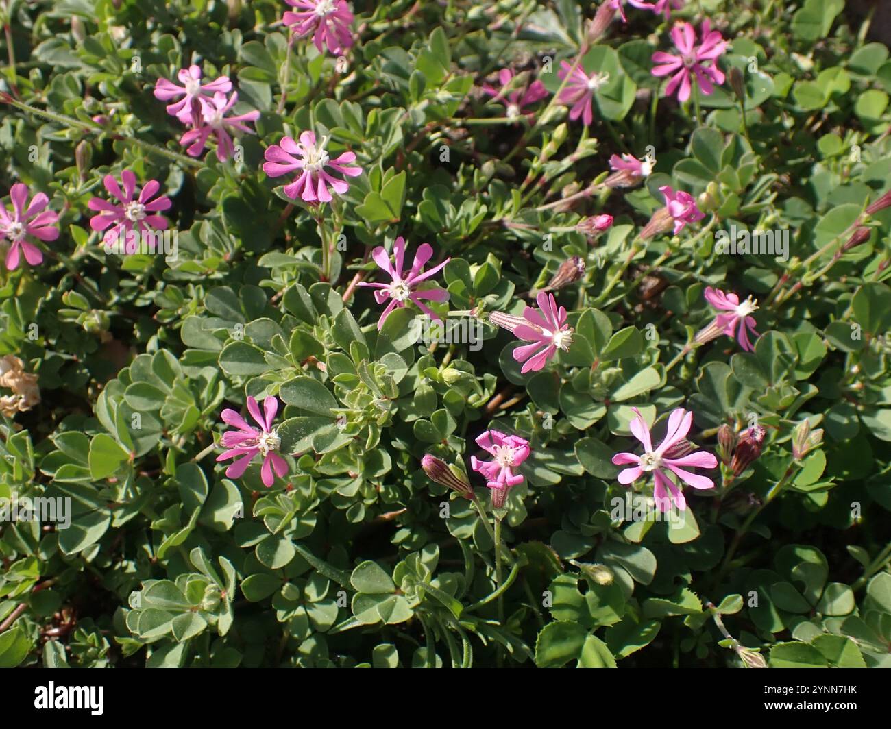 Mediterranean Catchfly (Silene colorata Stock Photo - Alamy