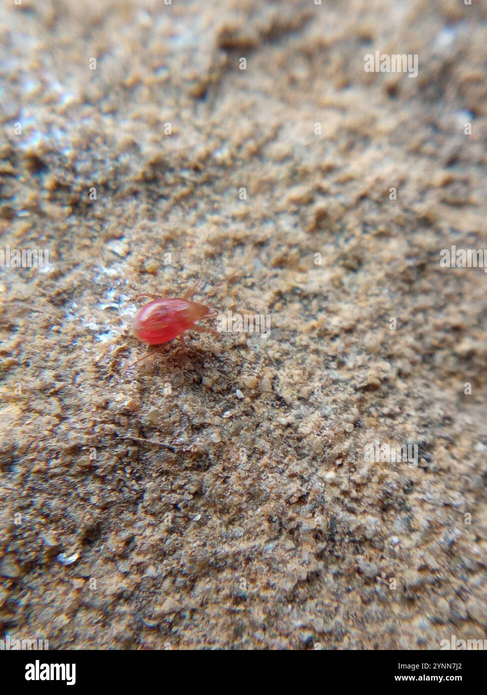 Mites and Ticks (Acari Stock Photo - Alamy