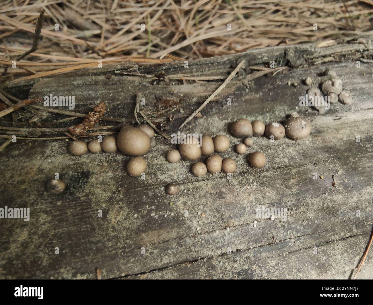Wolf's Milk (Lycogala epidendrum Stock Photo - Alamy
