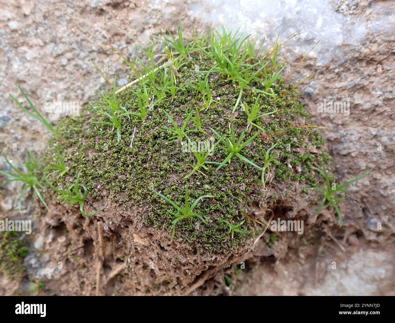 Capillary Thread-moss (Ptychostomum capillare Stock Photo - Alamy