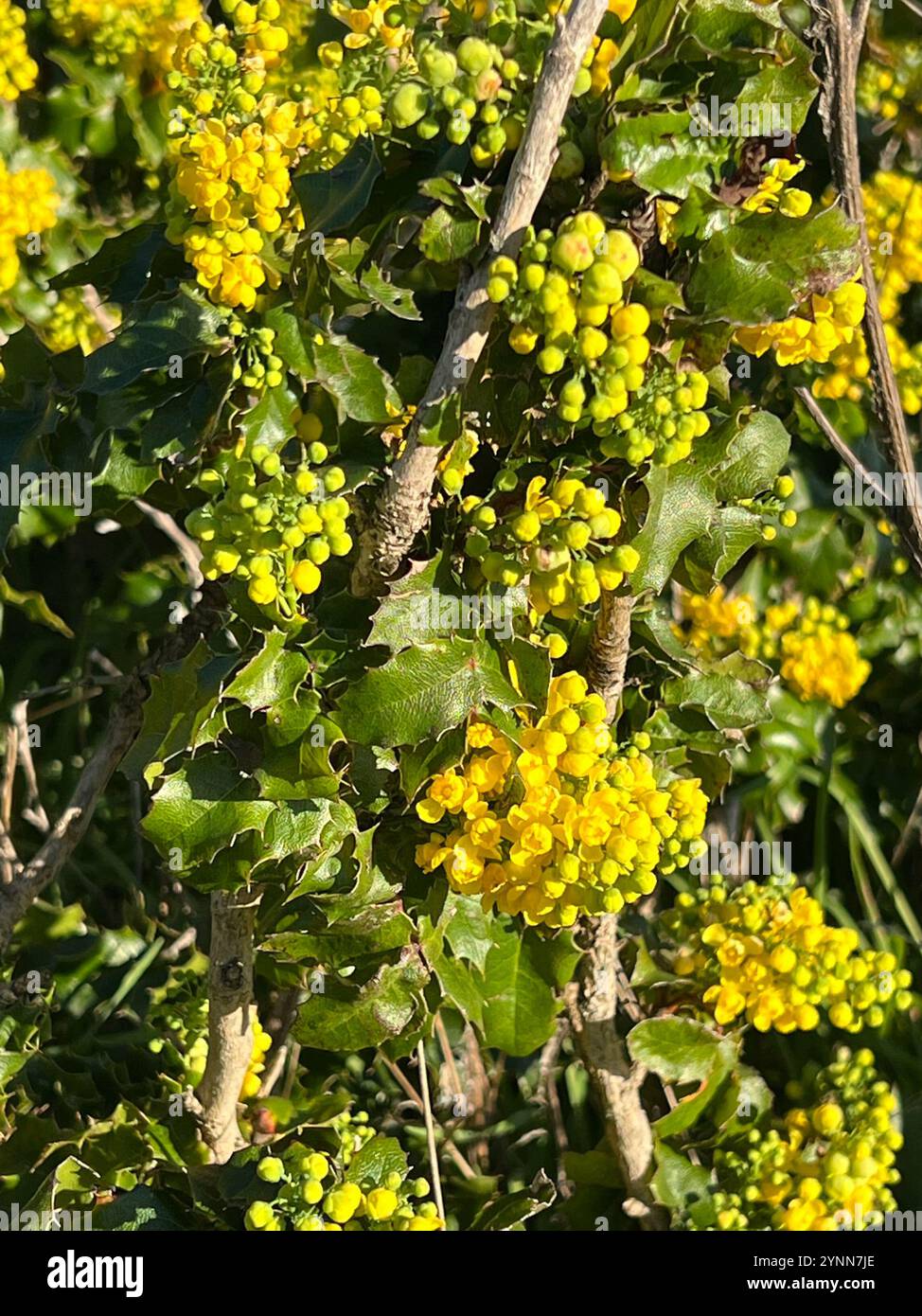 California barberry (Berberis pinnata Stock Photo - Alamy