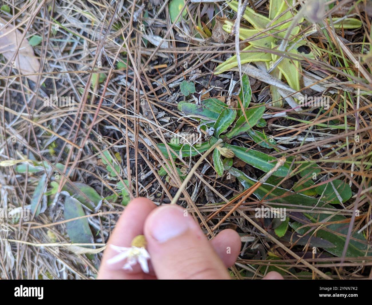 Pineland Daisy (Chaptalia tomentosa Stock Photo - Alamy