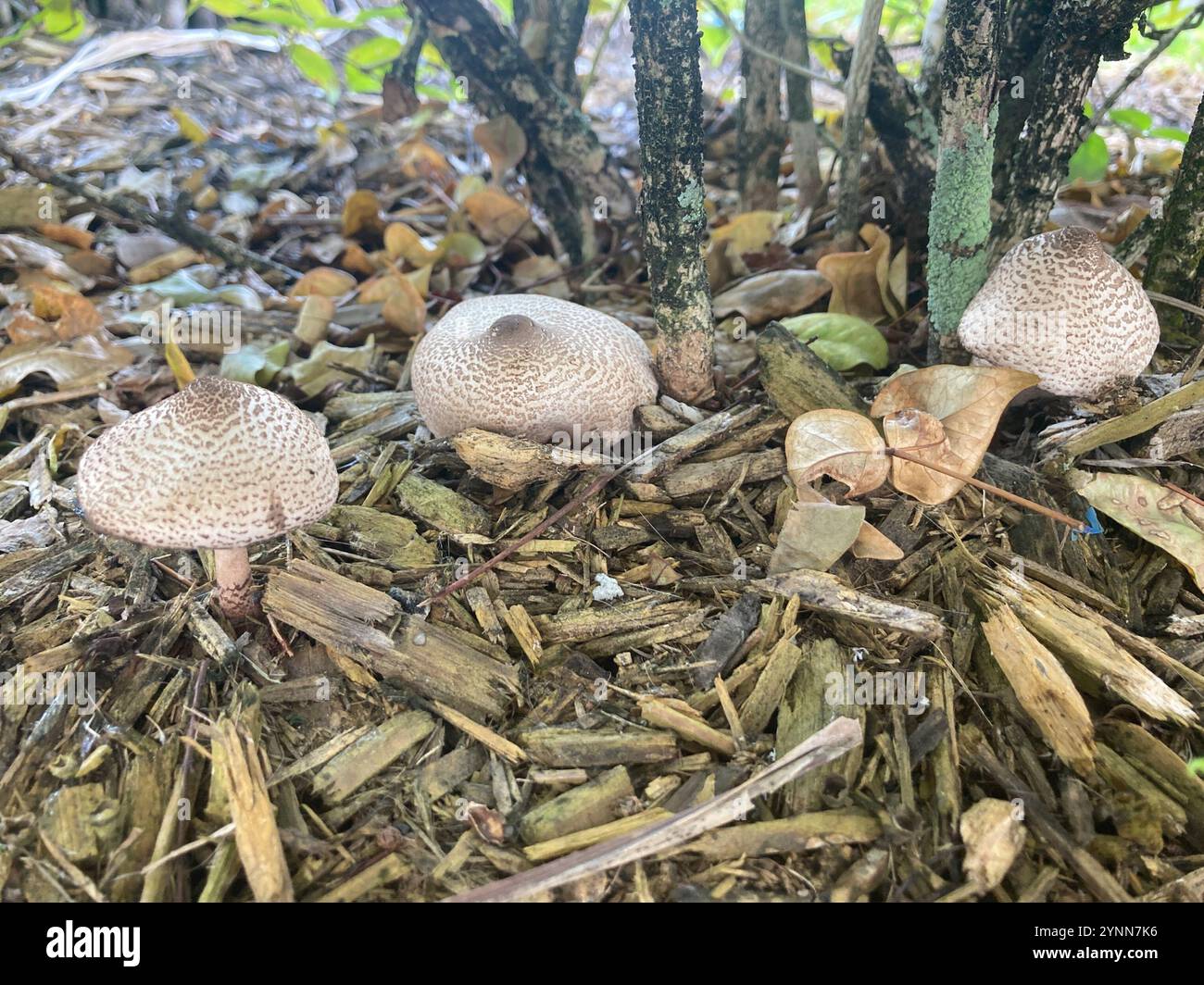 green-spored parasol (Chlorophyllum molybdites Stock Photo - Alamy