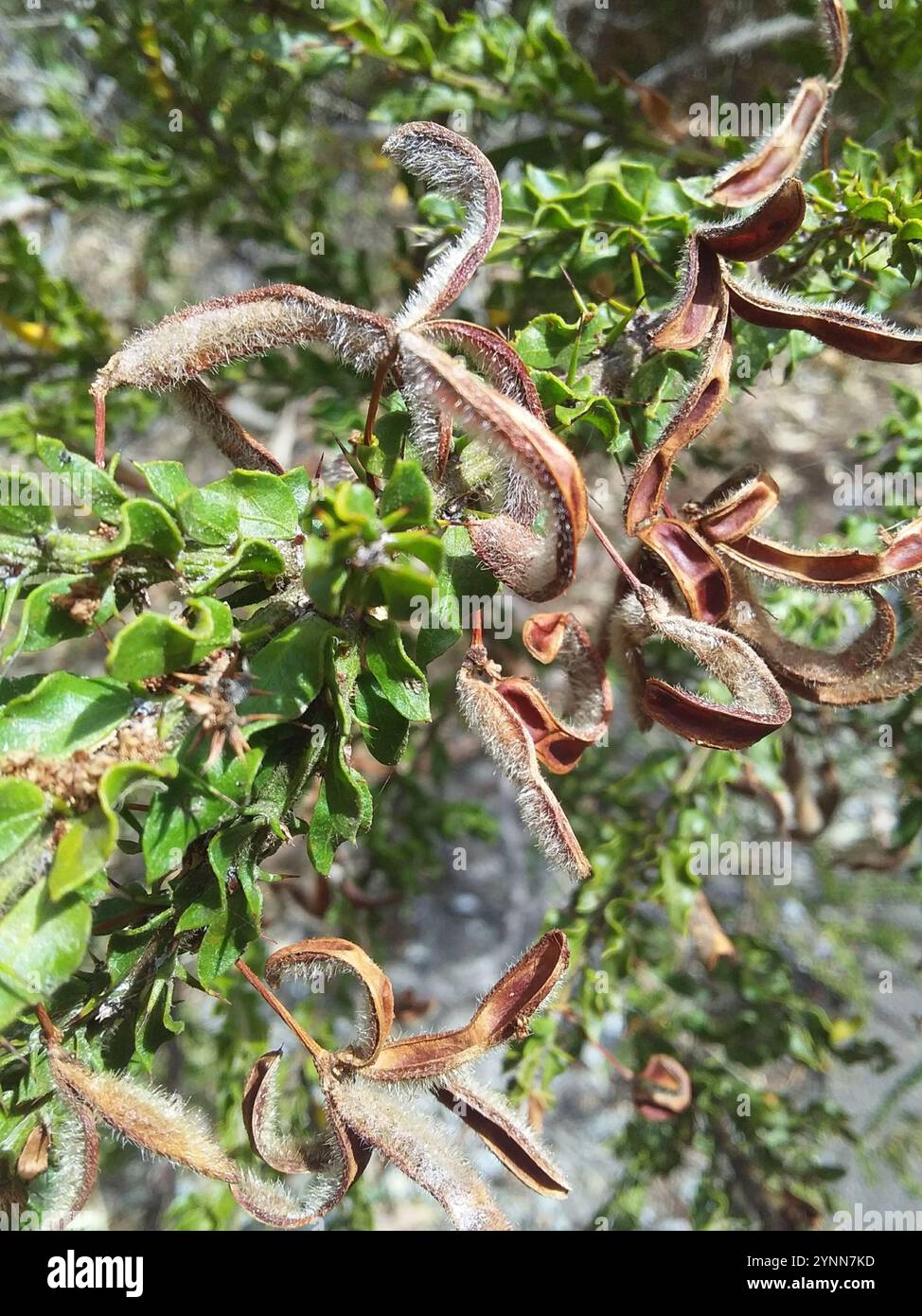 Kangaroo thorn (Acacia paradoxa Stock Photo - Alamy