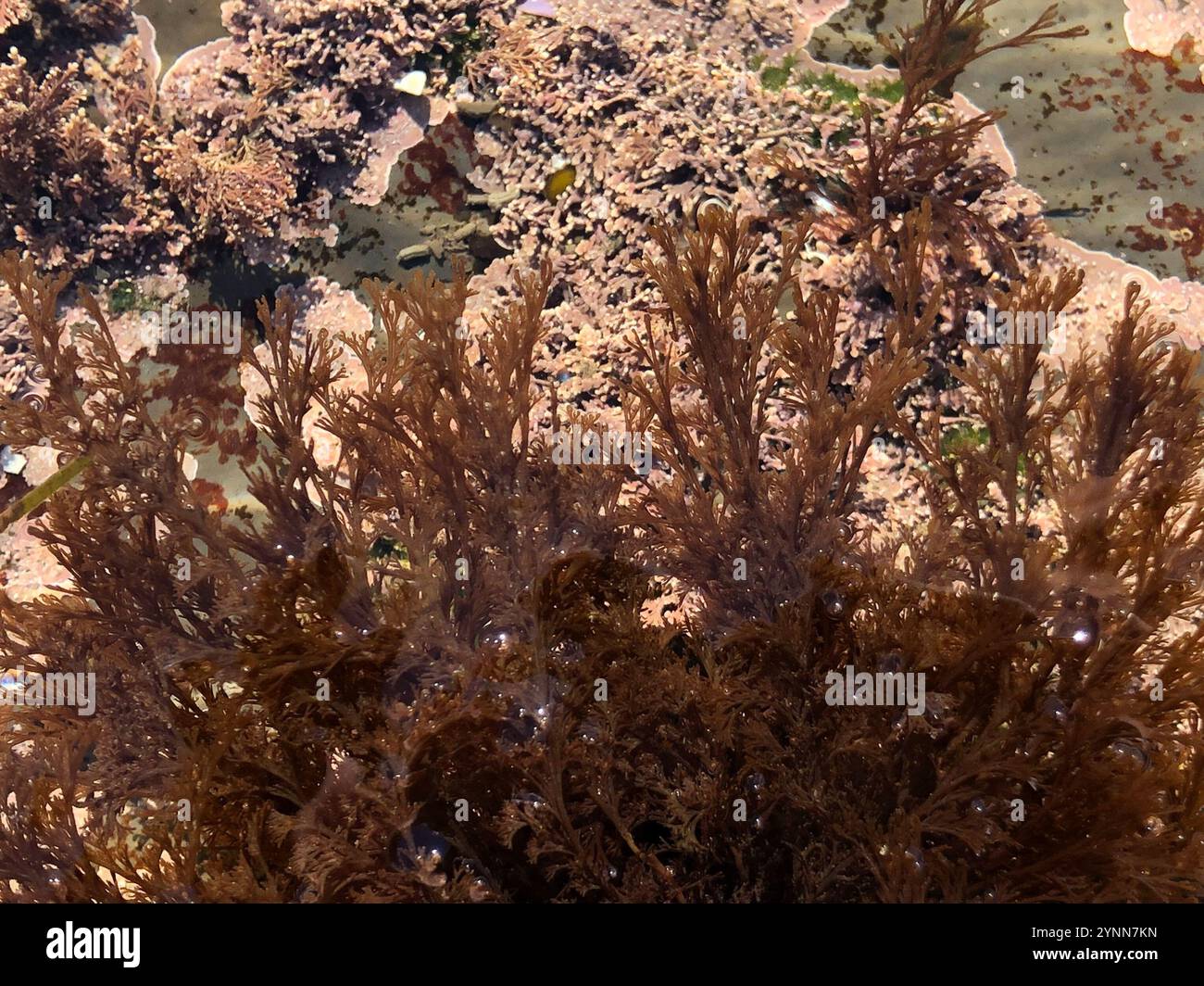 Coarse sea lace hi-res stock photography and images - Alamy