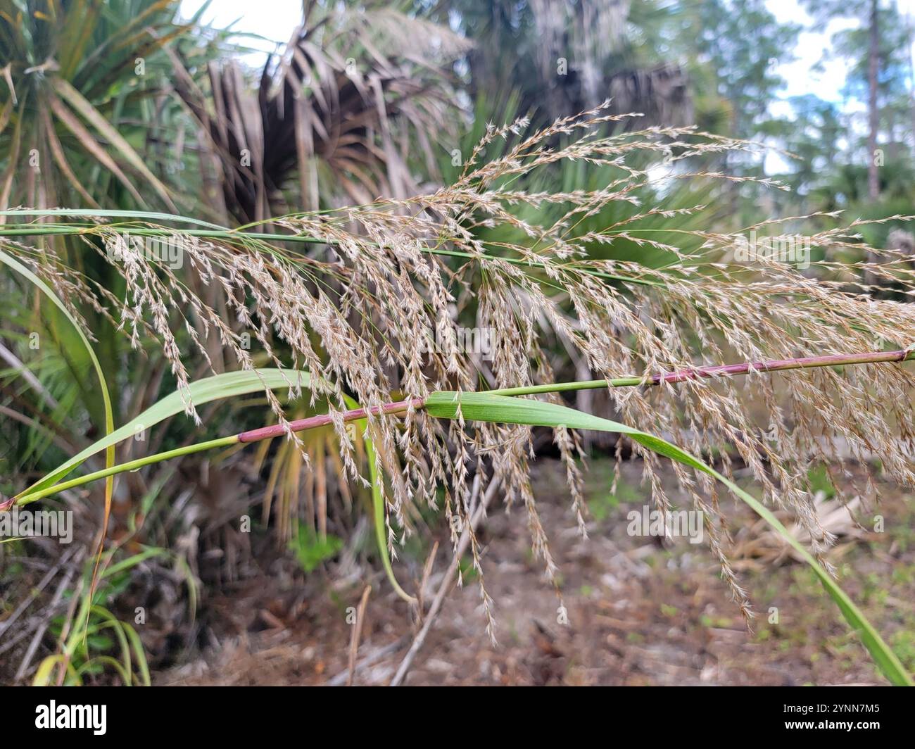 Burma reed hi-res stock photography and images - Alamy