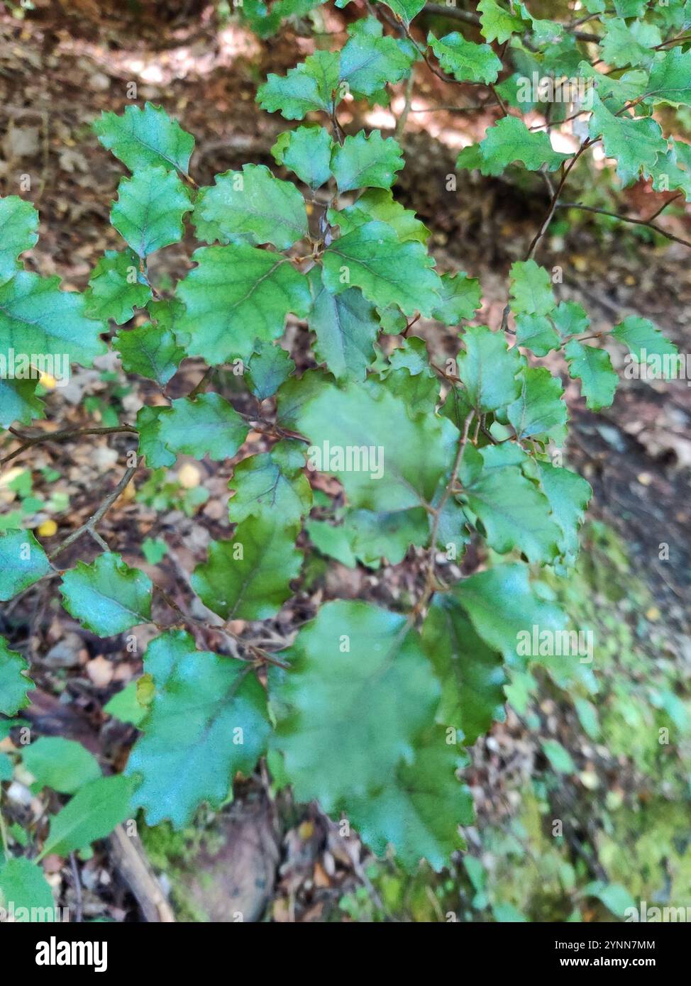 Nothofagus fusca hi-res stock photography and images - Alamy