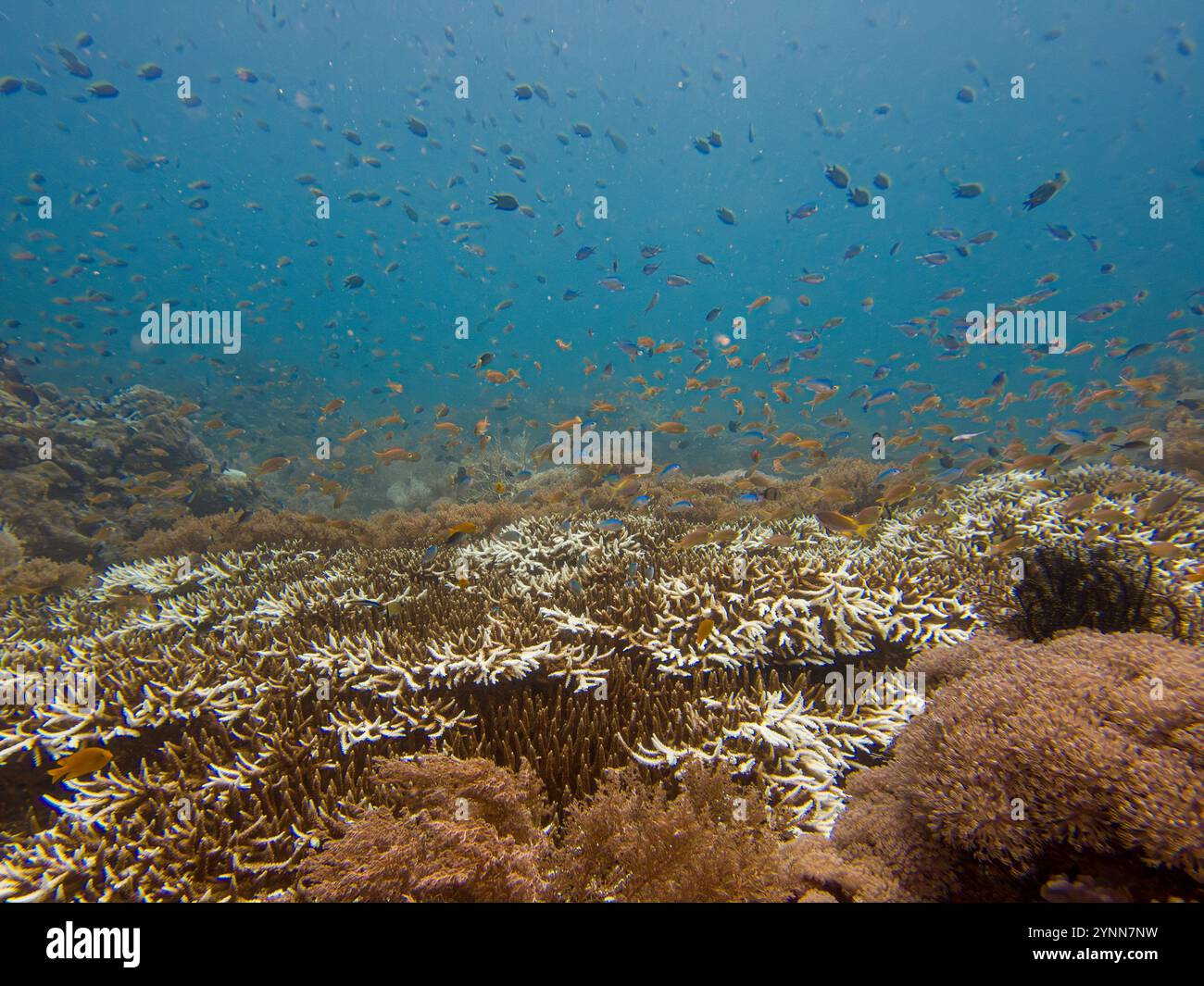 Blue ocean with schools of fish over a tropical coral reef. The ...