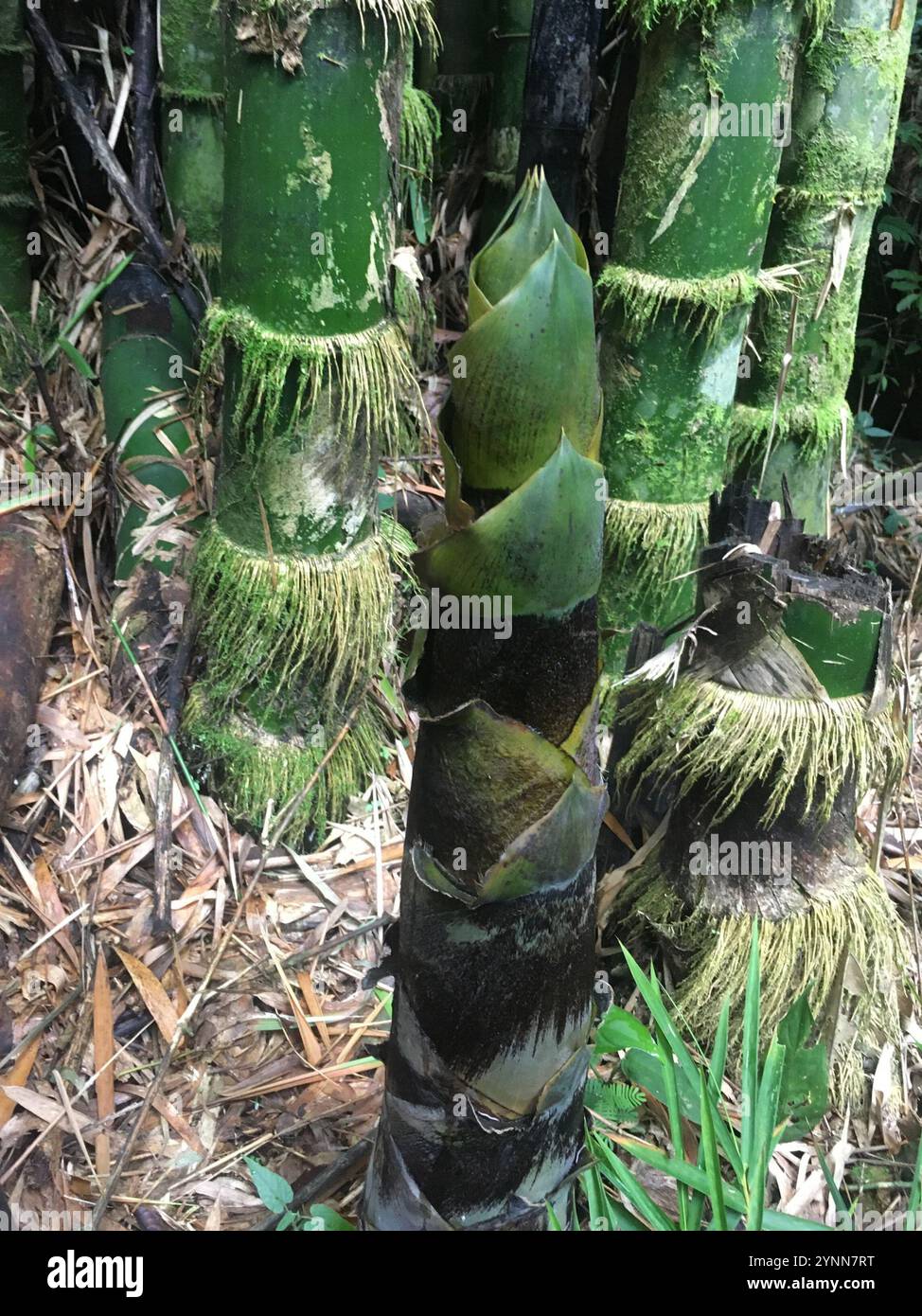 bamboos, canes, and allies (Bambusoideae Stock Photo - Alamy