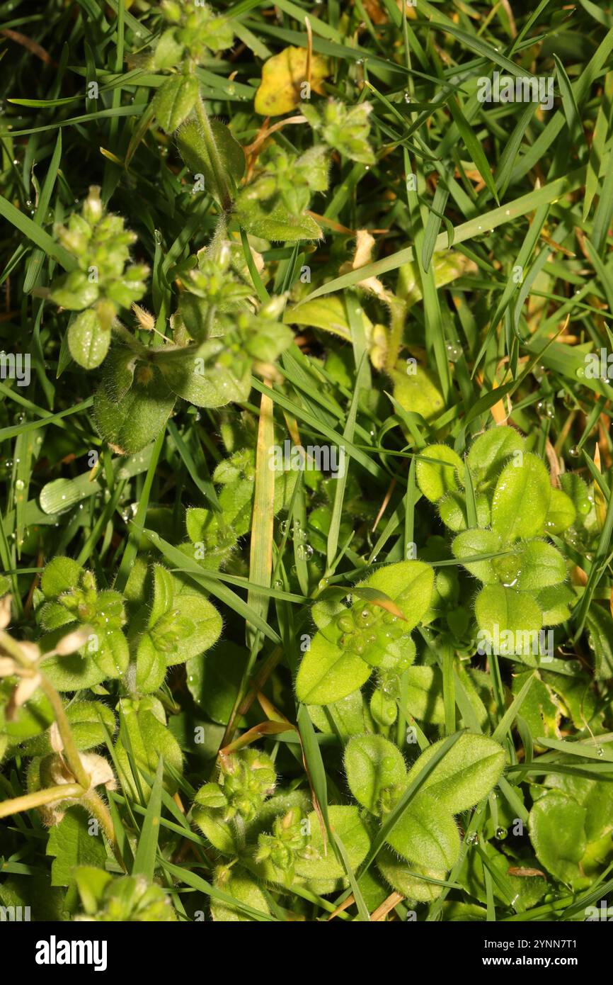 Sticky mouse-ear chickweed (Cerastium glomeratum Stock Photo - Alamy