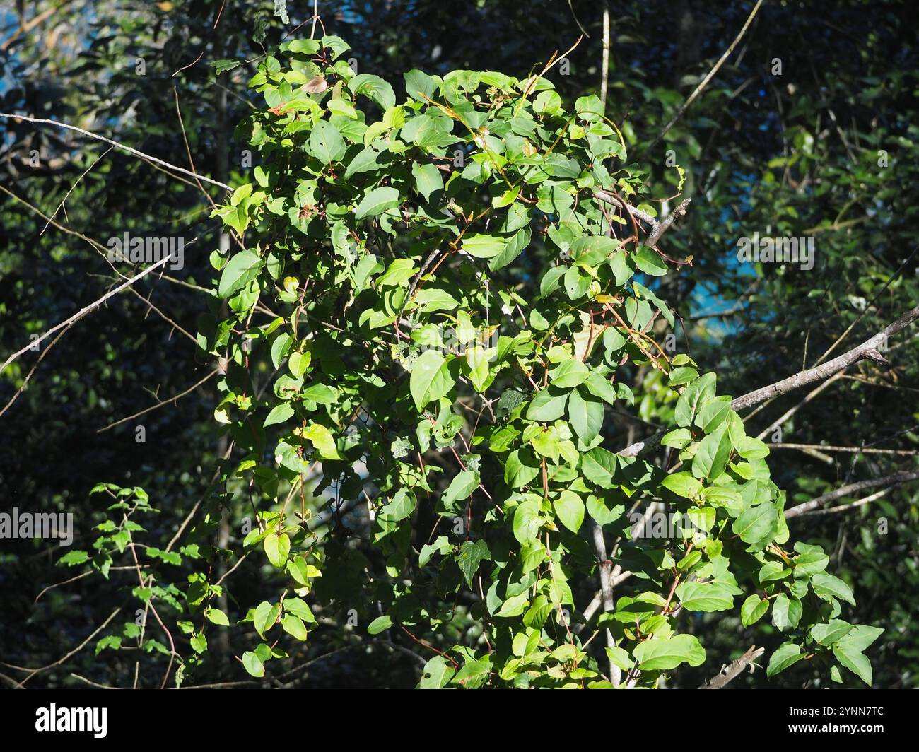 Reynoutria multiflora hi-res stock photography and images - Alamy