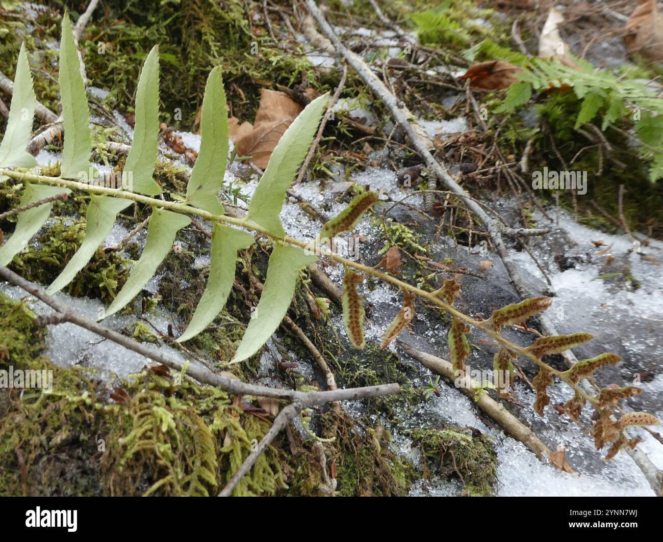 Christmas fern (Polystichum acrostichoides Stock Photo - Alamy