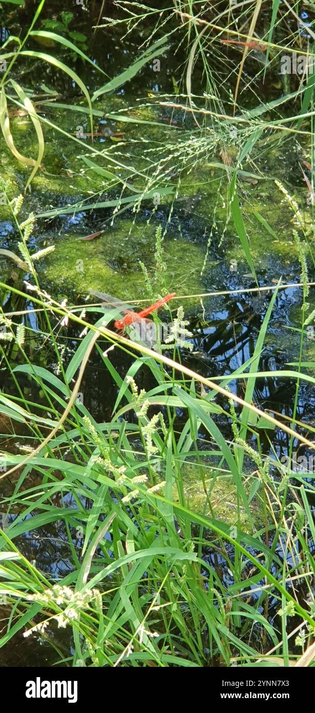 Scarlet Percher (Diplacodes haematodes Stock Photo - Alamy