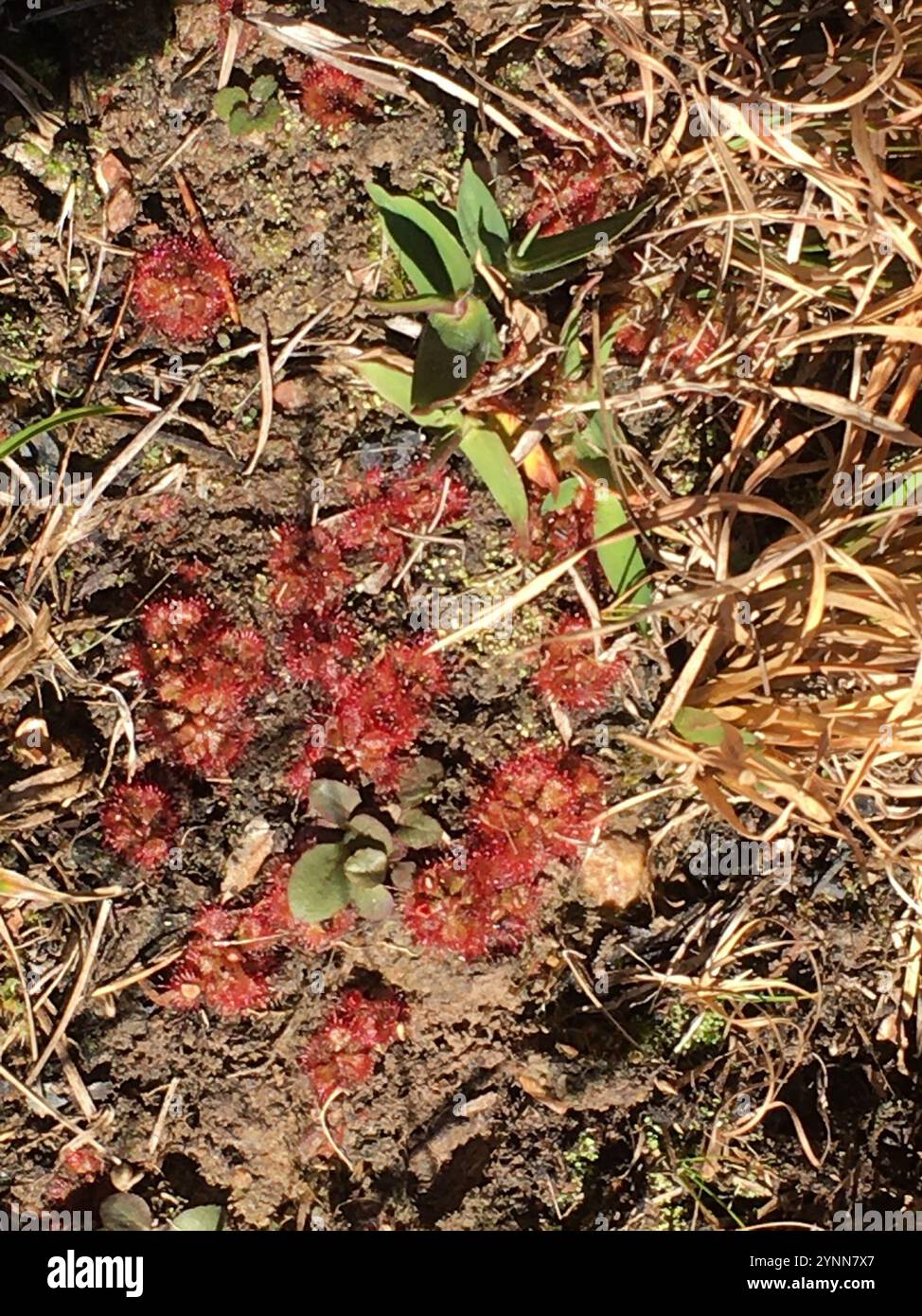 dwarf sundew (Drosera brevifolia Stock Photo - Alamy