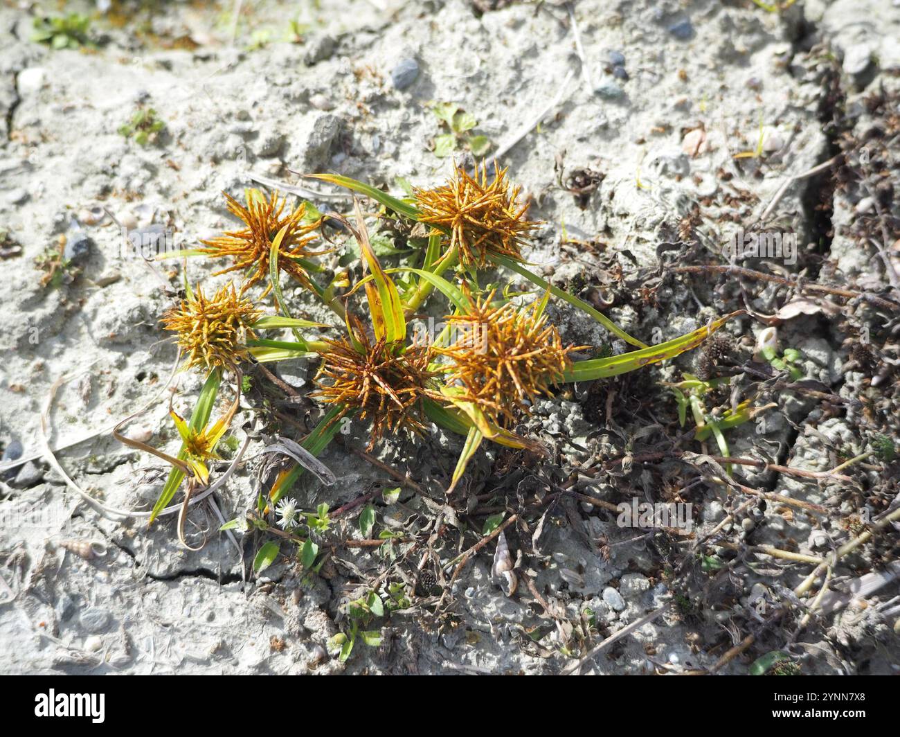 Fragrant flatsedge (Cyperus odoratus Stock Photo - Alamy