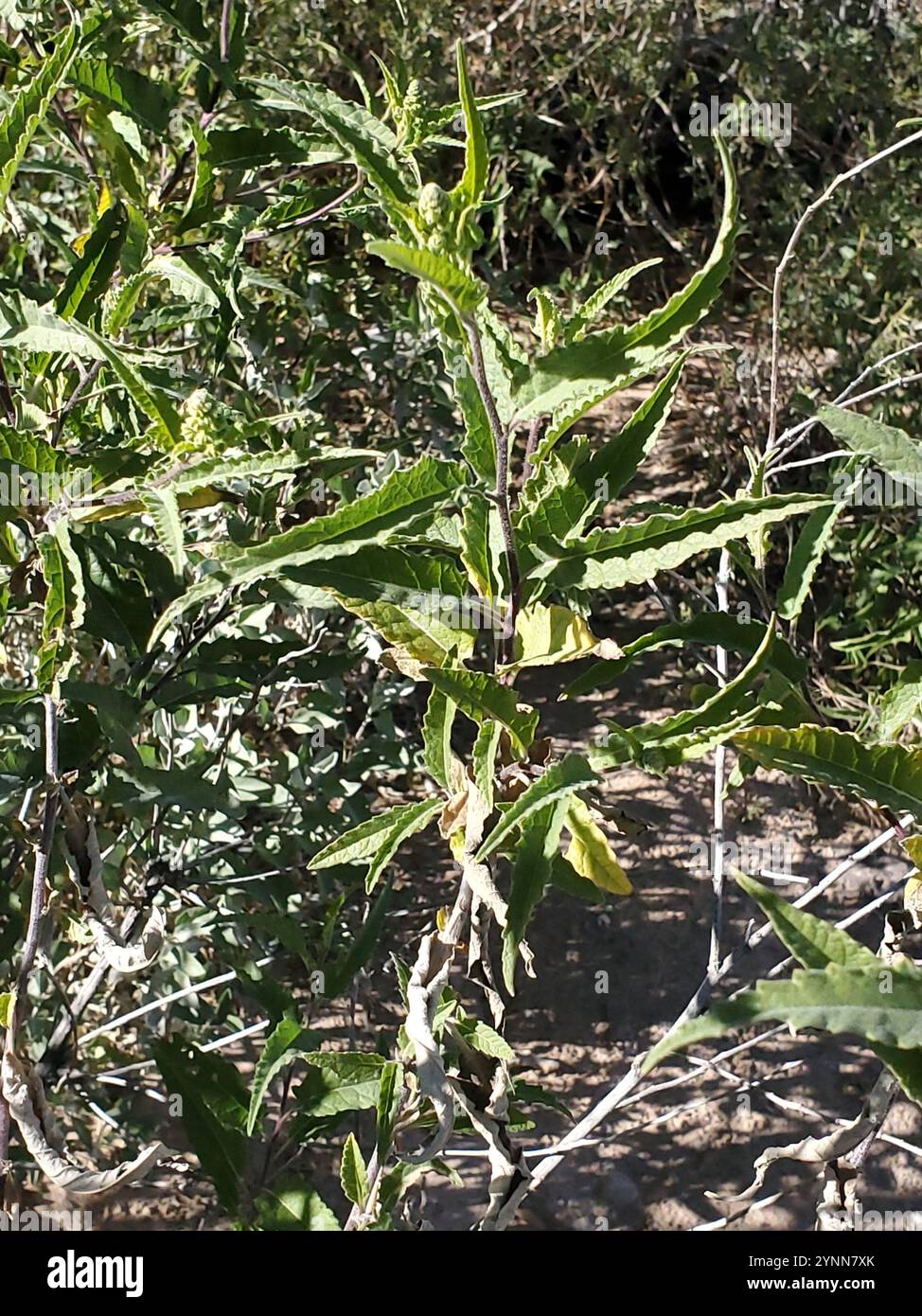 Bursage hi-res stock photography and images - Alamy