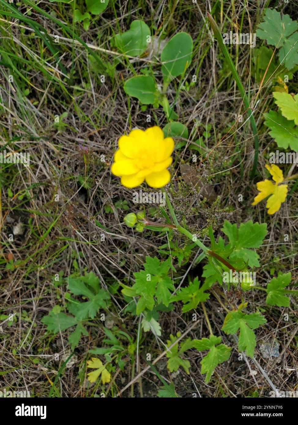 California buttercup (Ranunculus californicus Stock Photo - Alamy