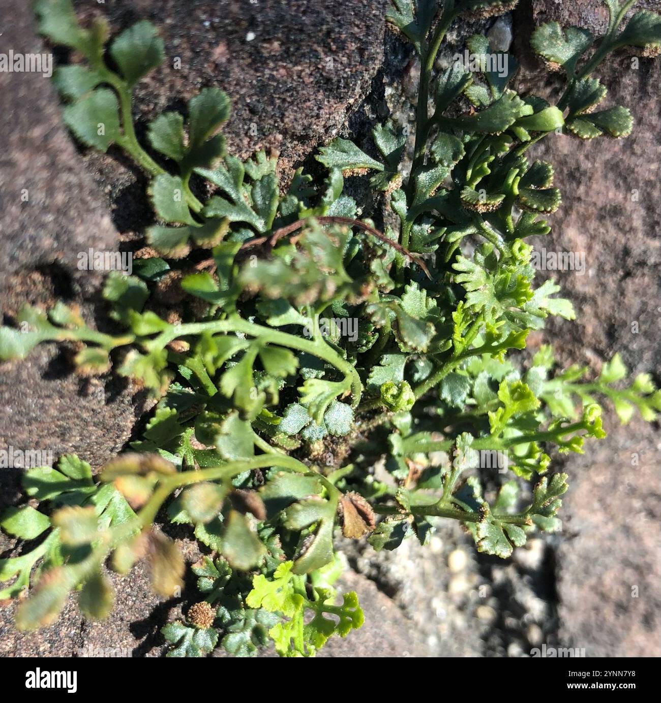 wall-rue (Asplenium ruta-muraria Stock Photo - Alamy