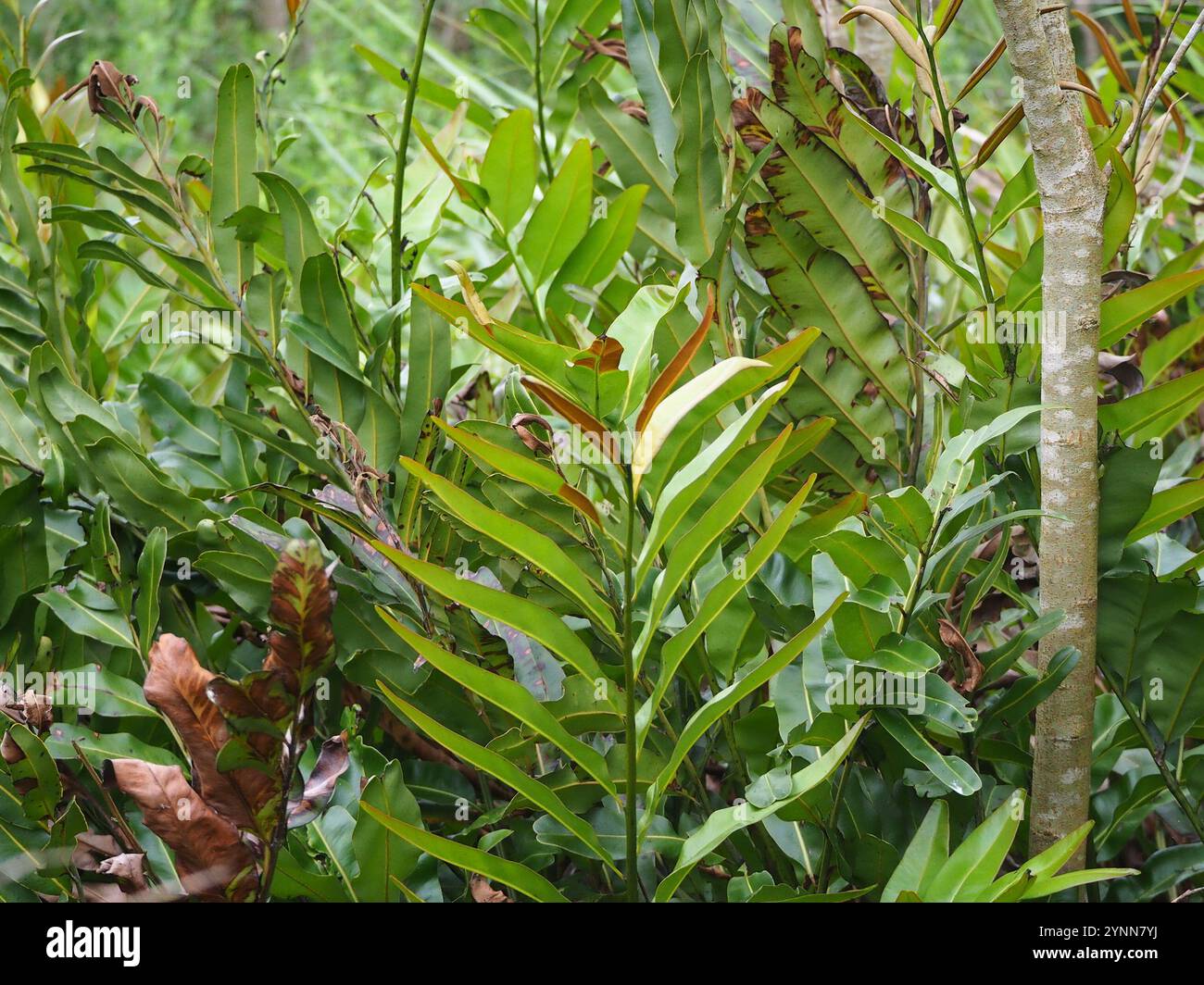 Acrostichum aureum hi-res stock photography and images - Alamy