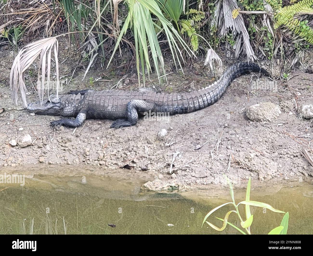 American Alligator (Alligator mississippiensis Stock Photo - Alamy
