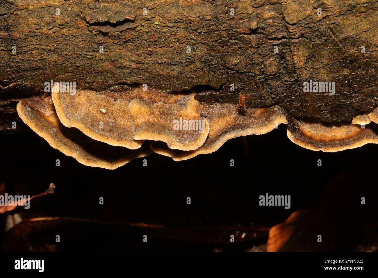 Smoky polypore (Bjerkandera adusta Stock Photo - Alamy