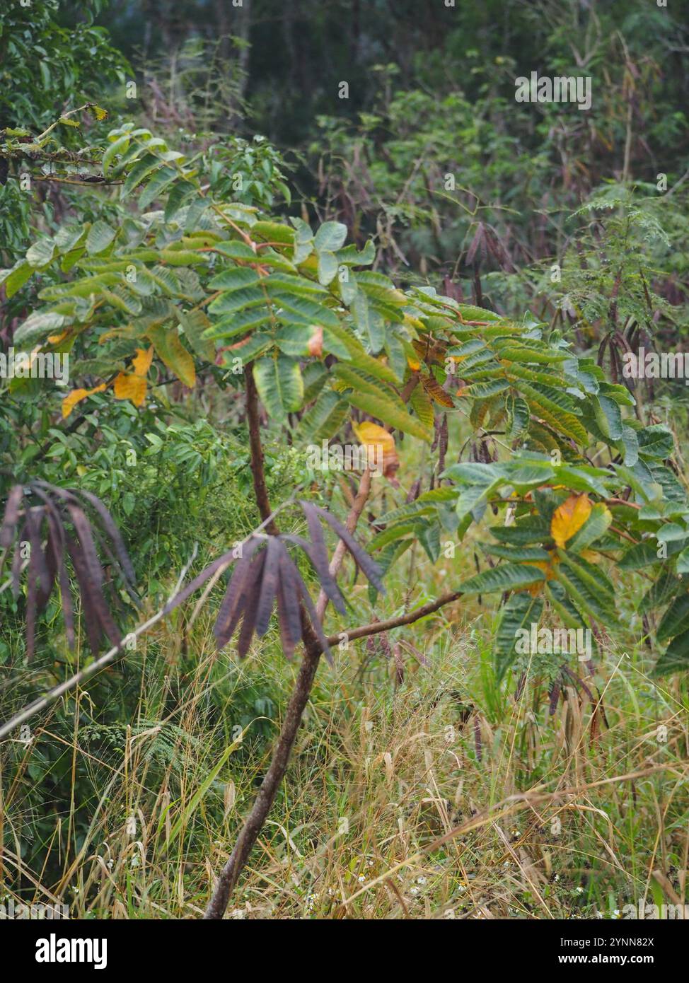 (Rhus chinensis roxburghii Stock Photo - Alamy